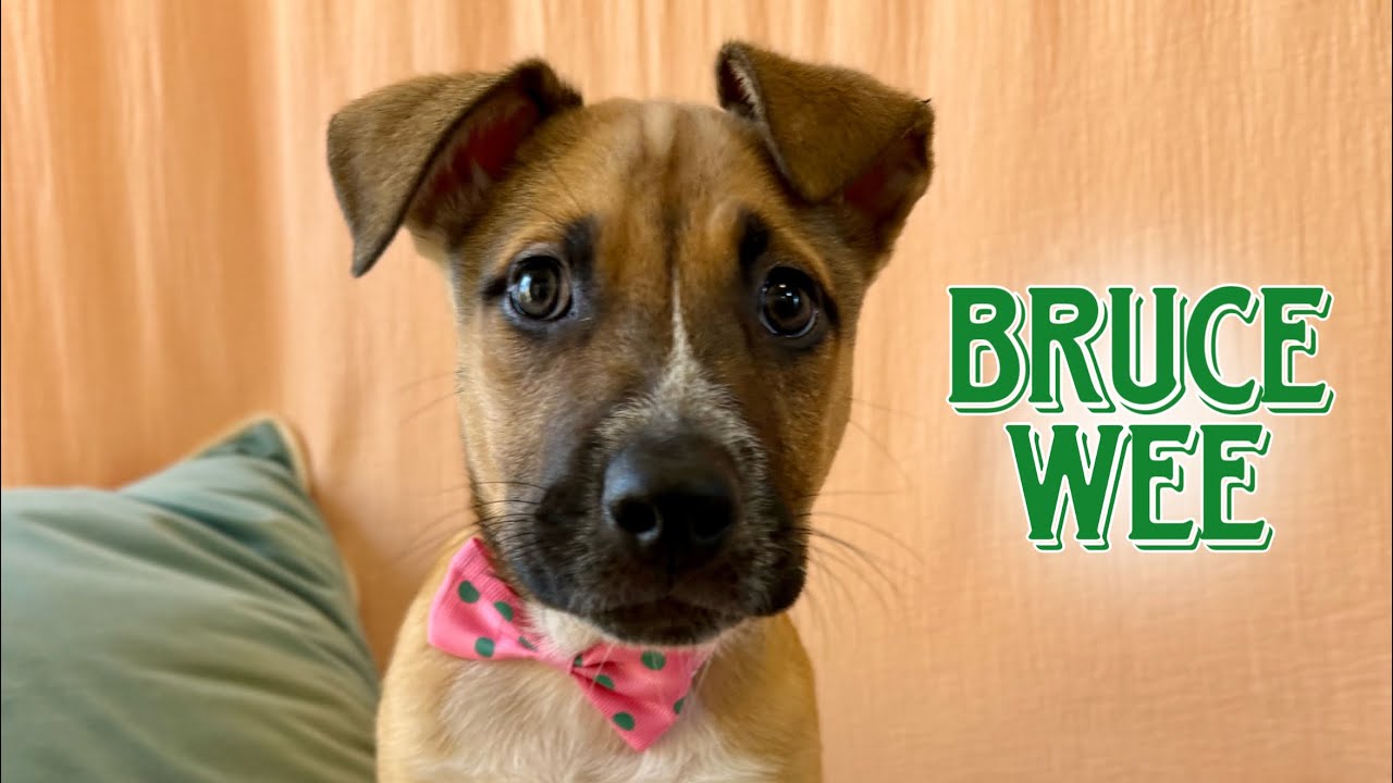 Bruce Wee is ready to unleash a fury of snuggles, tail wags, and sneak ...