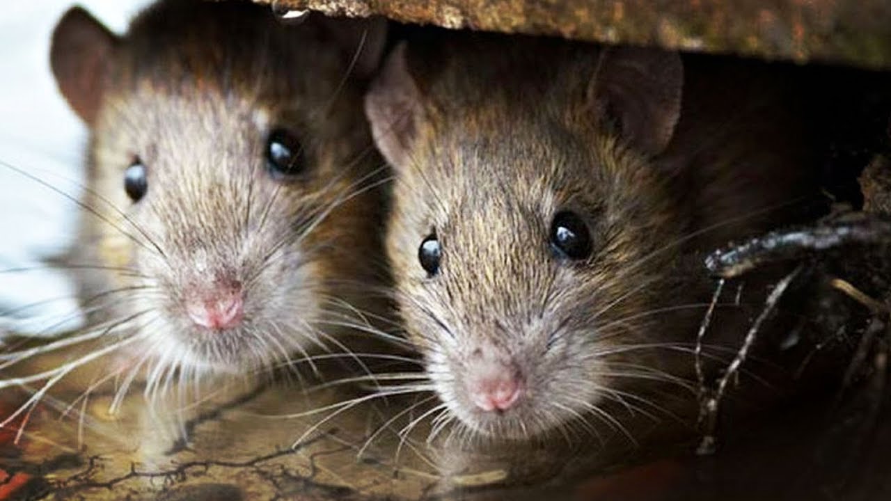 Rats Trade Favors!!! - YouTube