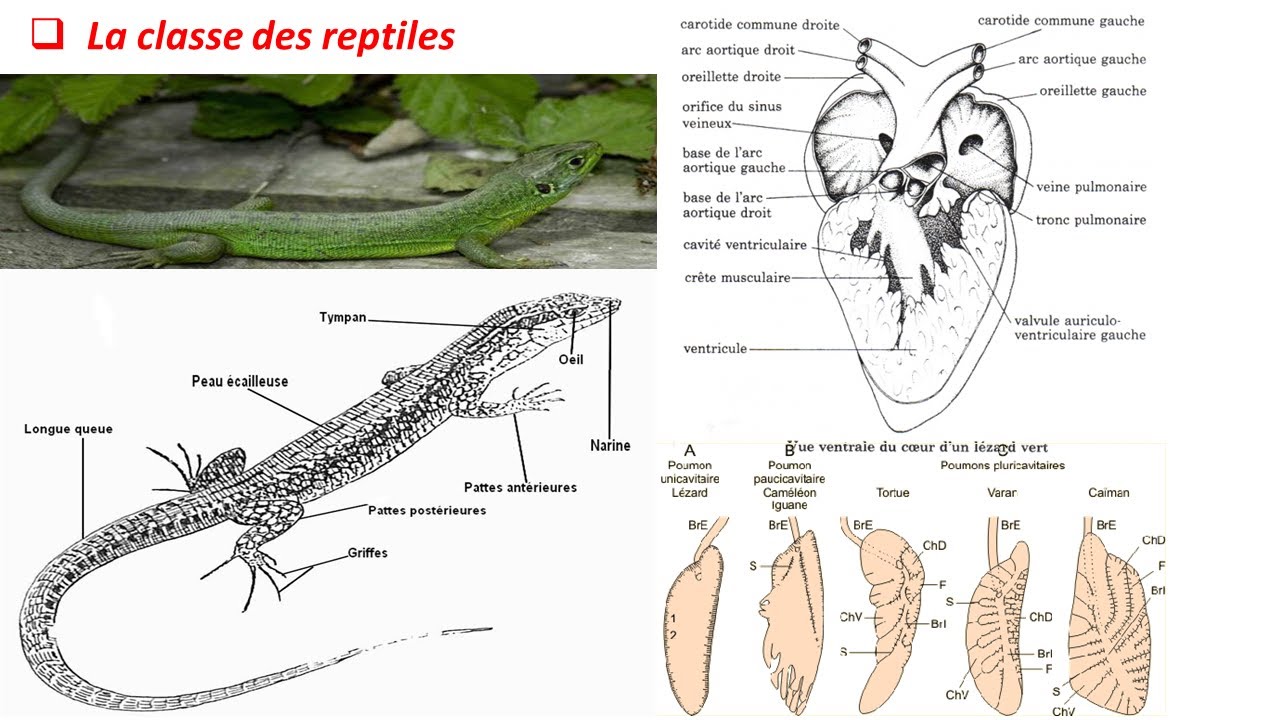 moule de biologie animale s2 2023: les reptiles (résumé du cours BCG ...