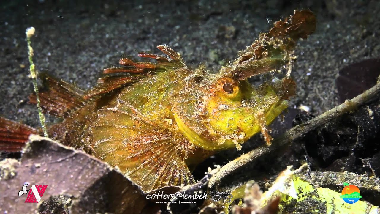 Muck Diving in Lembeh Strait Episode 16 - YouTube