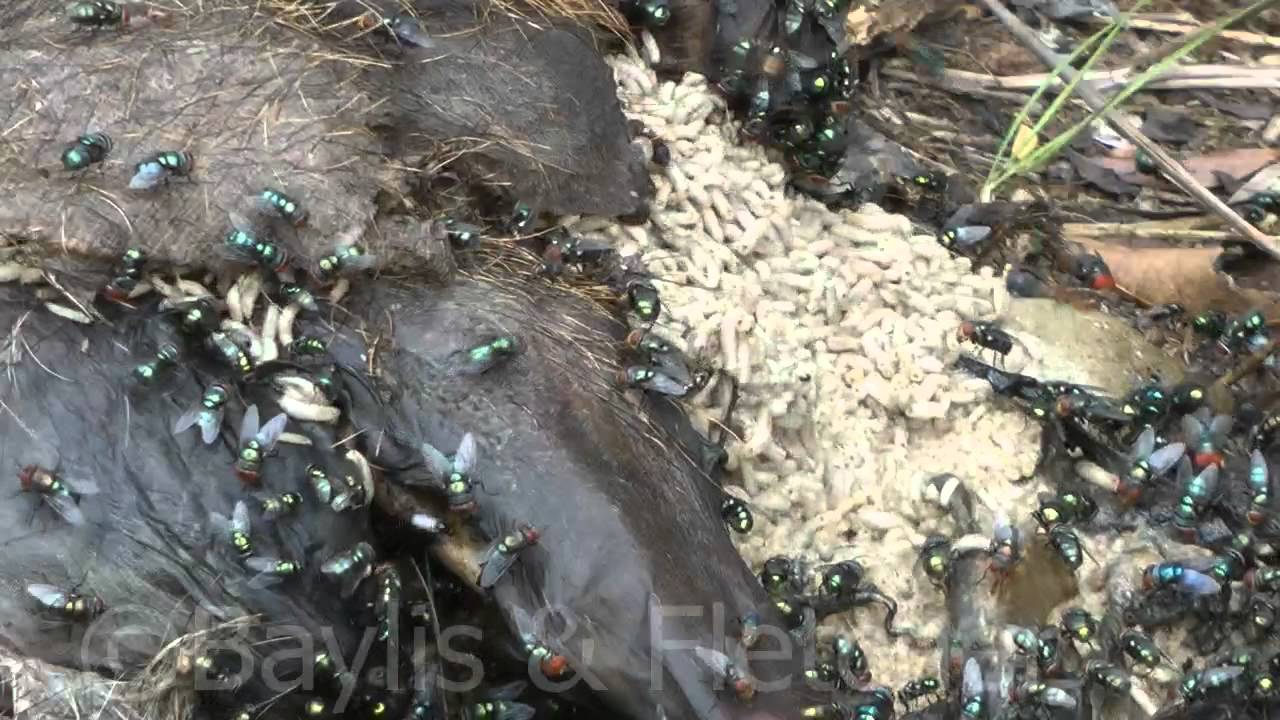 Maggots on carcass, Malaysia. 20140622_180048.m2ts - YouTube