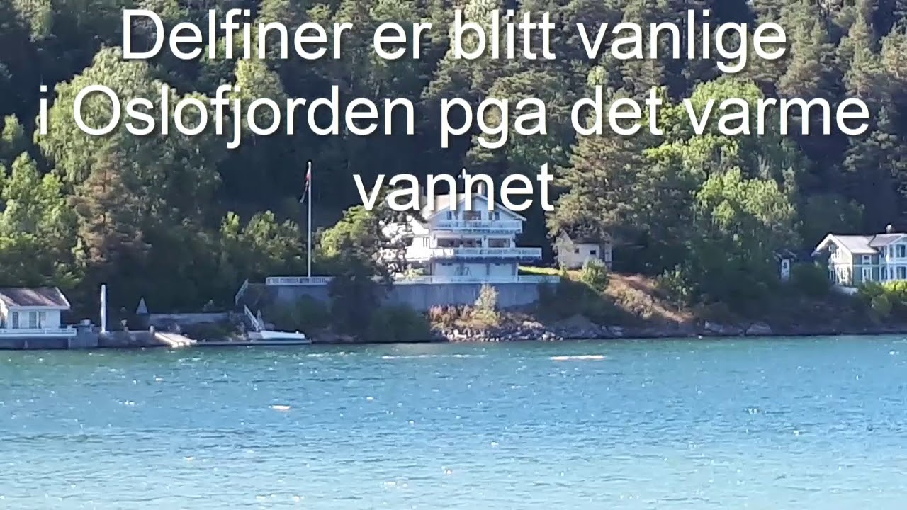 Delfin i Oslofjorden (Nesset på Vinterbro) - YouTube