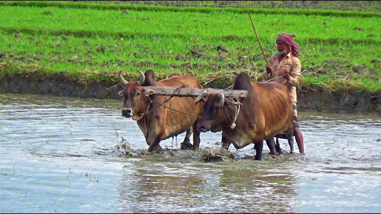 Cow Ploughing Water Mud Paddy Land | Cows Leveled Paddy Field | Amazing ...