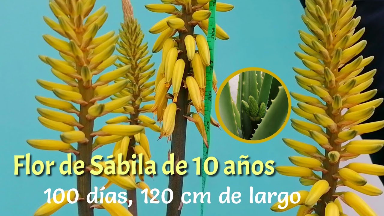 Flor de Sábila gigante de más de 10 años (100 días) 🌱 Aloe Vera - YouTube