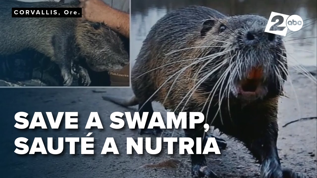 Oregon's tastiest solution to tackle invasive nutria problem - YouTube