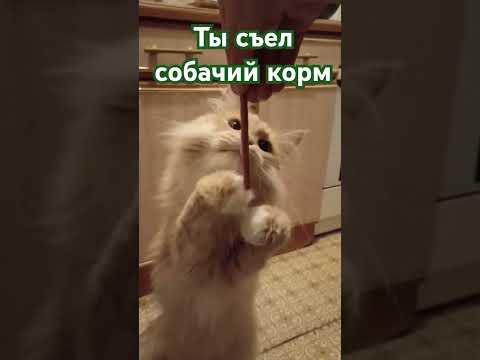 Побил собаку😹#юмор #юмористическийконтент #cat #веселыекоты #прикольныекоты #кот