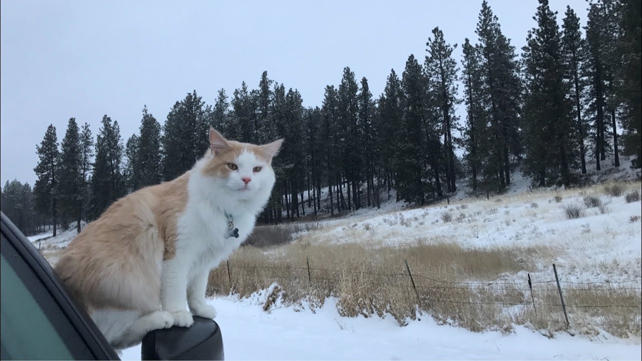Cat loves car ride in the snow - YouTube