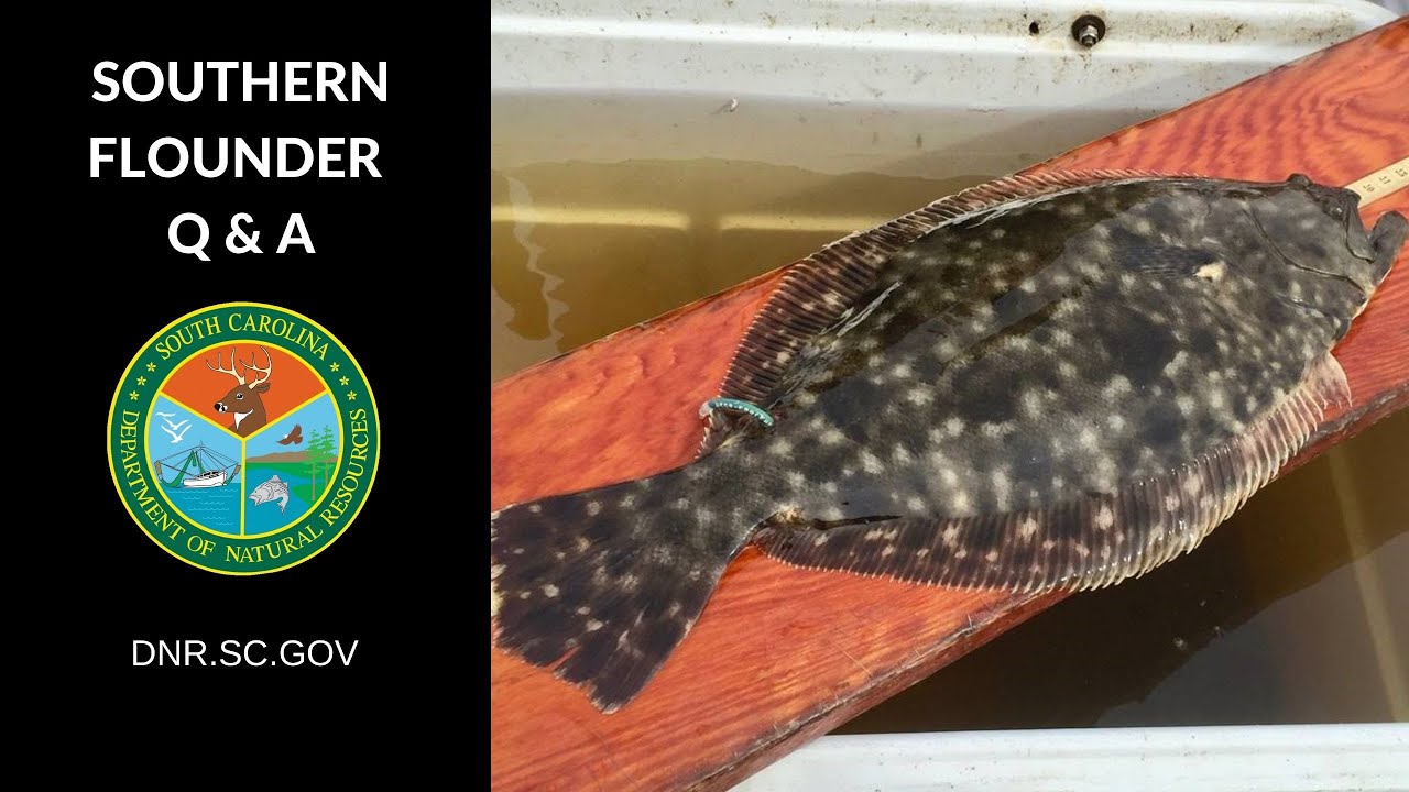 Southern Flounder