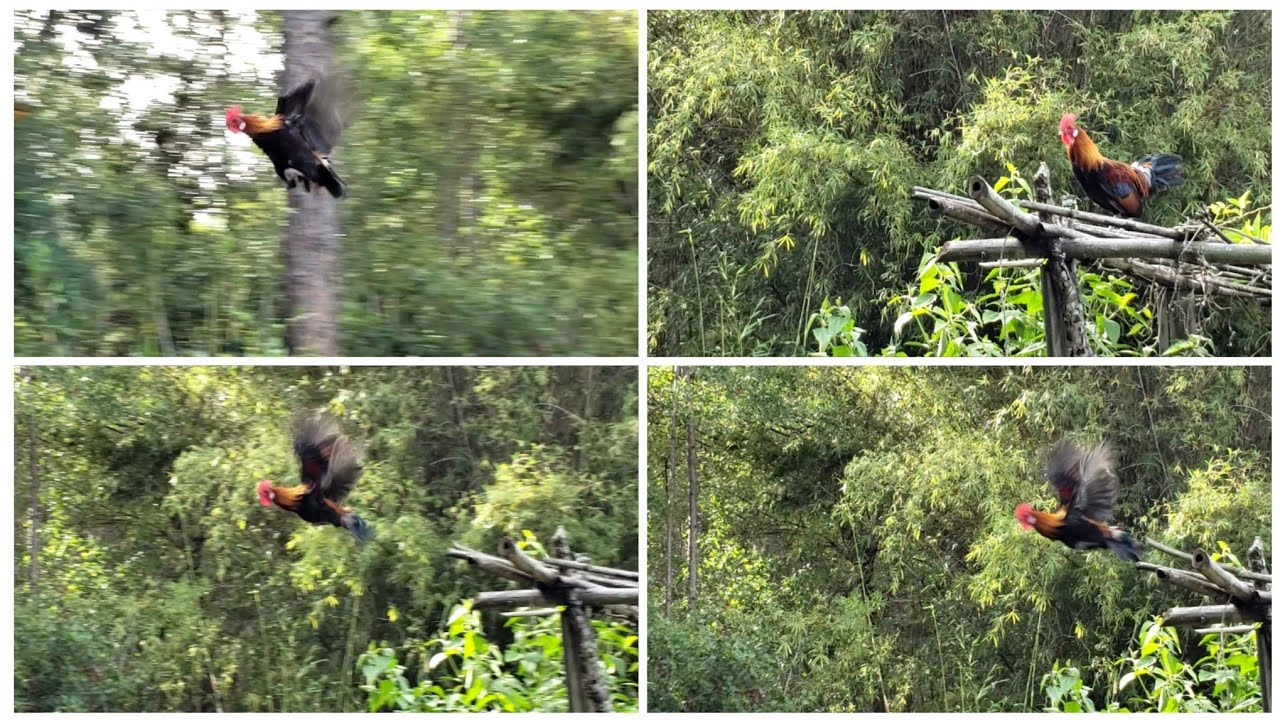 Red Jungle Fowl Mixes - SHORT FLY - YouTube