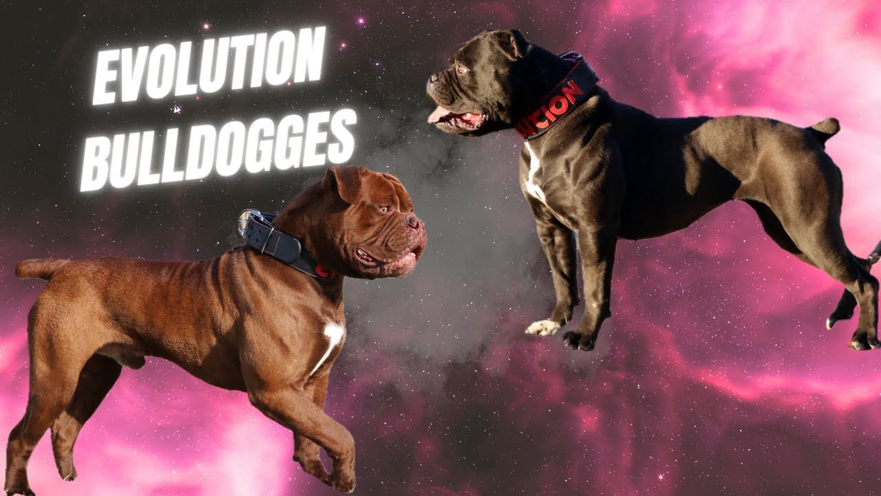 Olde English Bulldogges - Brian Miller from Evolution Bulldogges - YouTube