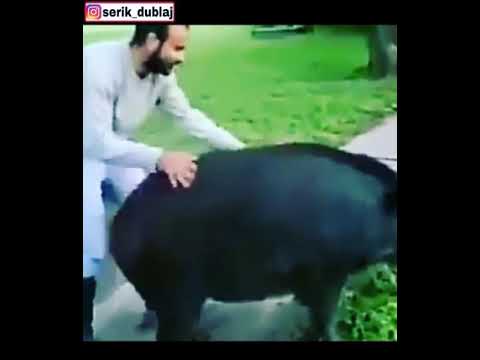 Domuz yörük dublaj