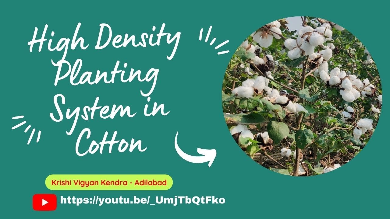 High Density Planting System in Cotton - KVK, Adilabad - YouTube
