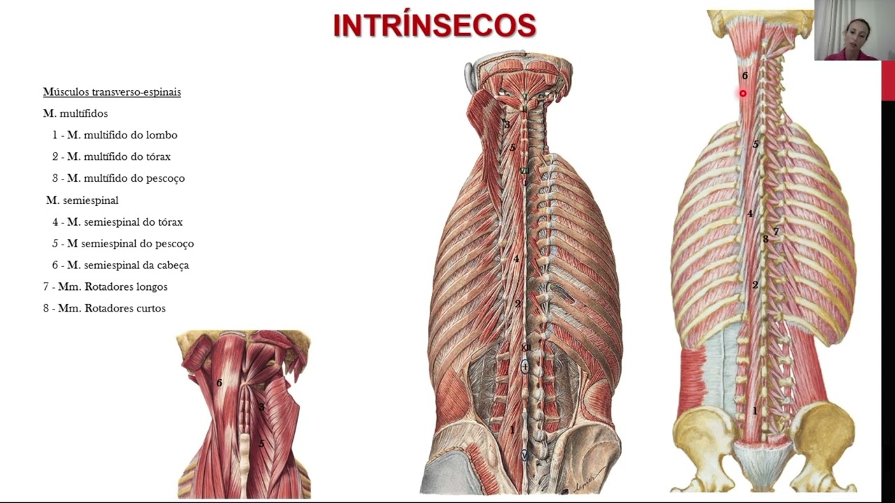 Musculos Transversoespinais Esta Ilustração Mostra Músculos