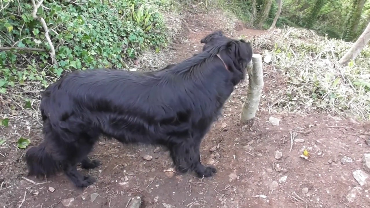 Bear's Bites 09/05/2020 Part 3 of 3 - YouTube