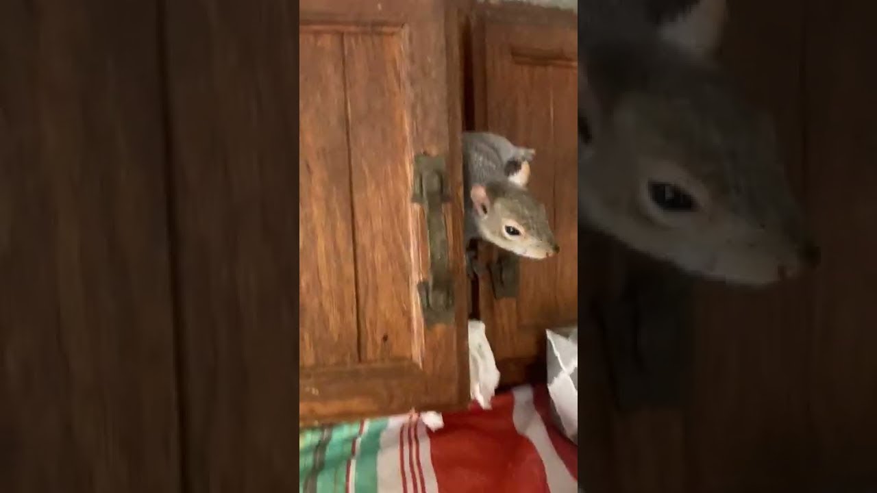 Saucy Squirrel Builds Nest in Cabinet || ViralHog - YouTube