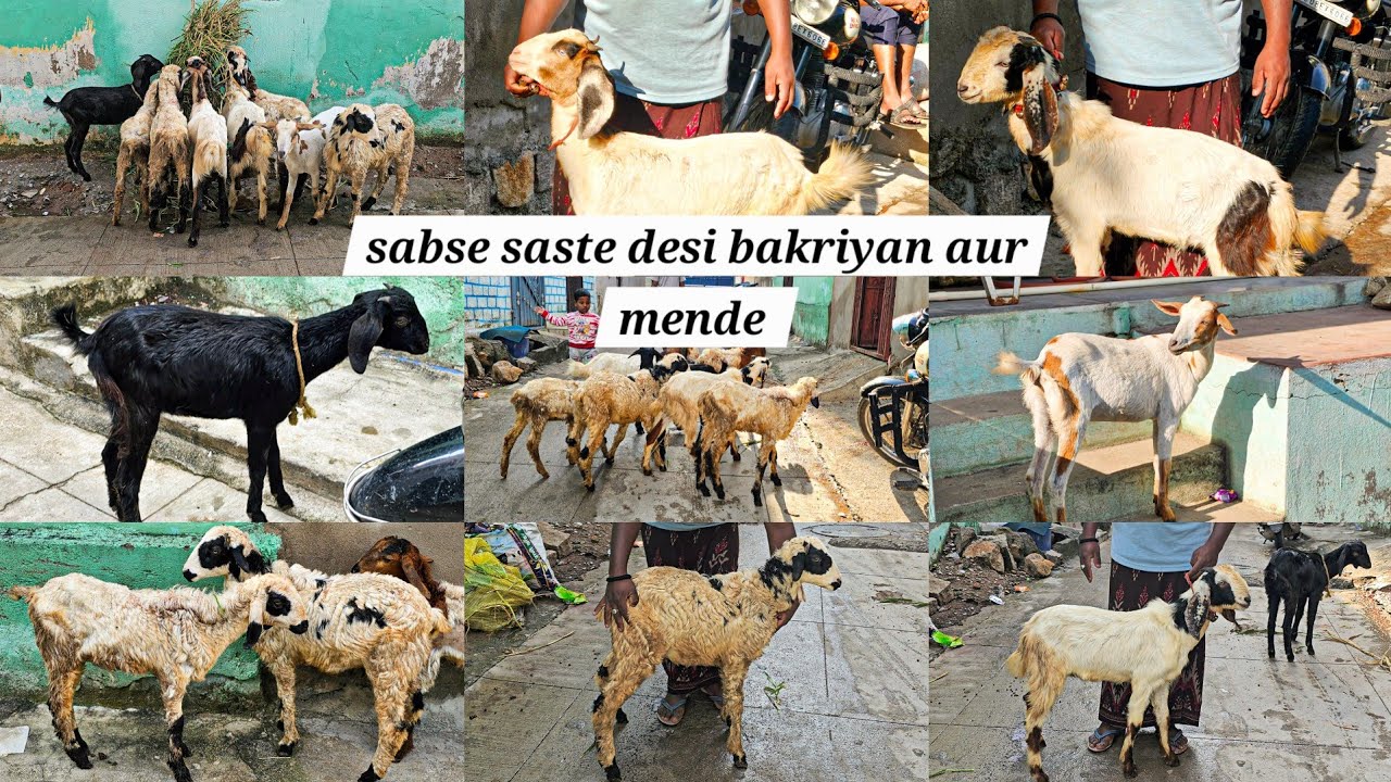 Sabse saste desi bakriyan aur Mande | macherla Guntur Sheep's | quality ...