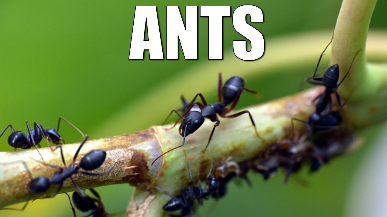 Ants are Amazing! - YouTube