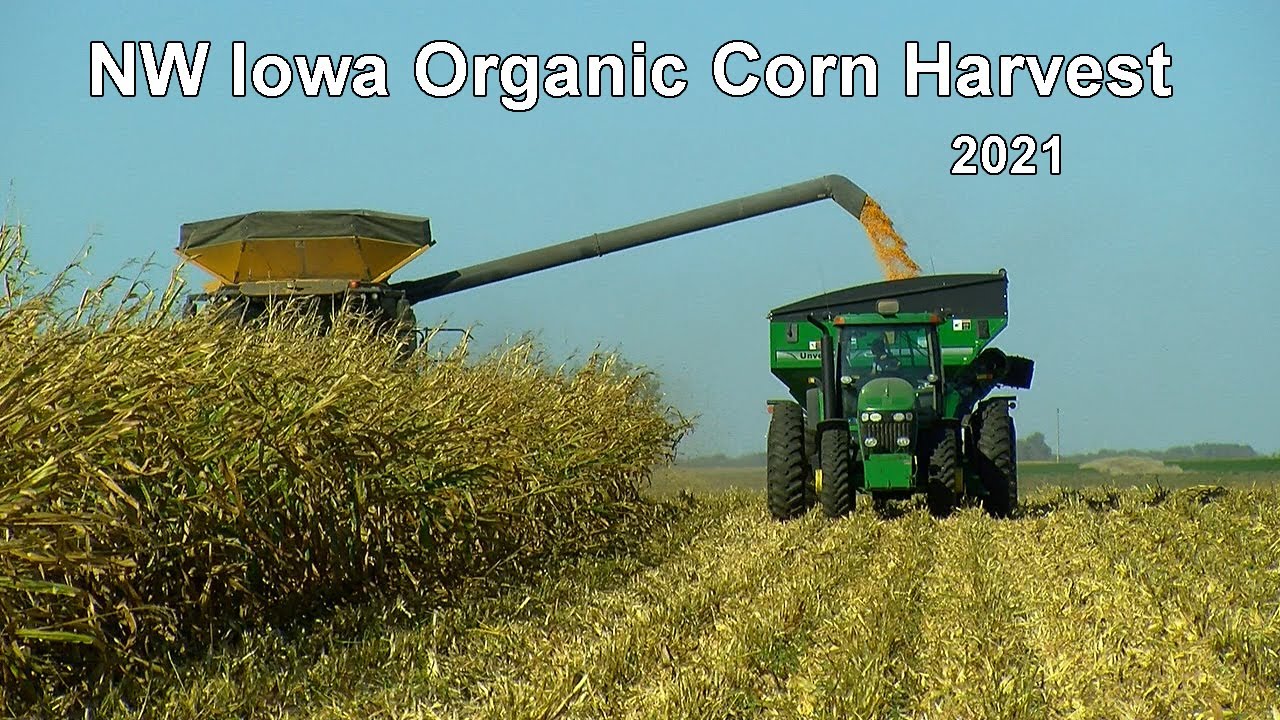 NW Iowa Organic Corn Harvest, 2021 - YouTube