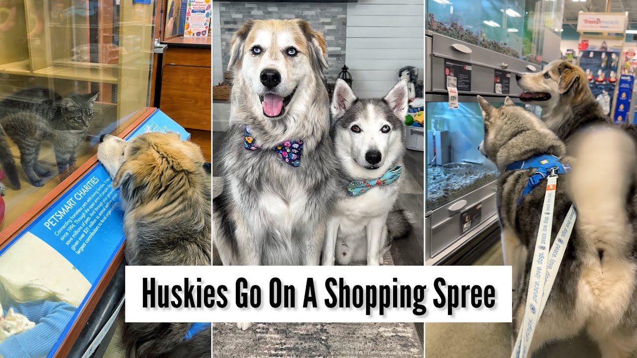 Huskies Go On A Shopping Spree - YouTube
