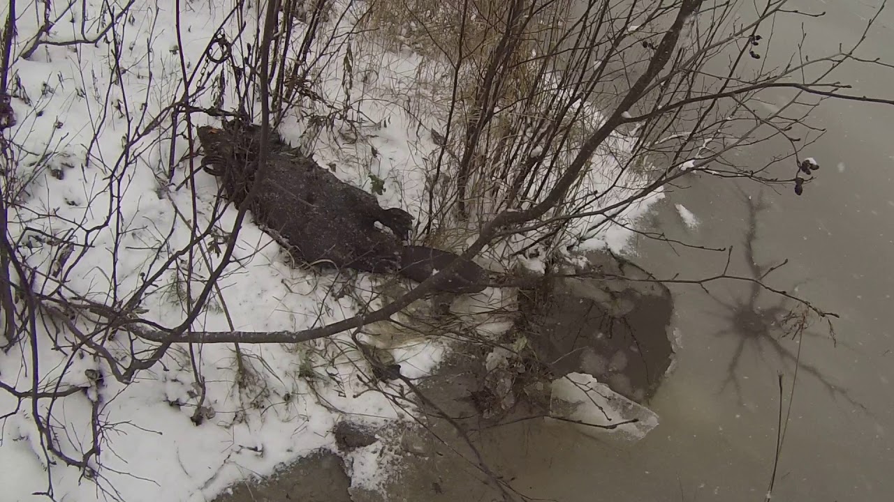 Beaver Trapping Ep 6 checking beaver sets and setting marten boxes and ...