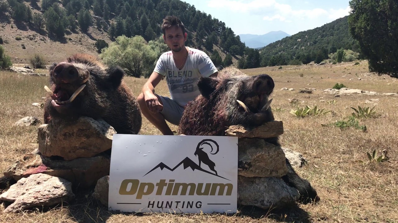 Hungarian Hunters hunting wild boar in Turkey with Optimum Hunting ...