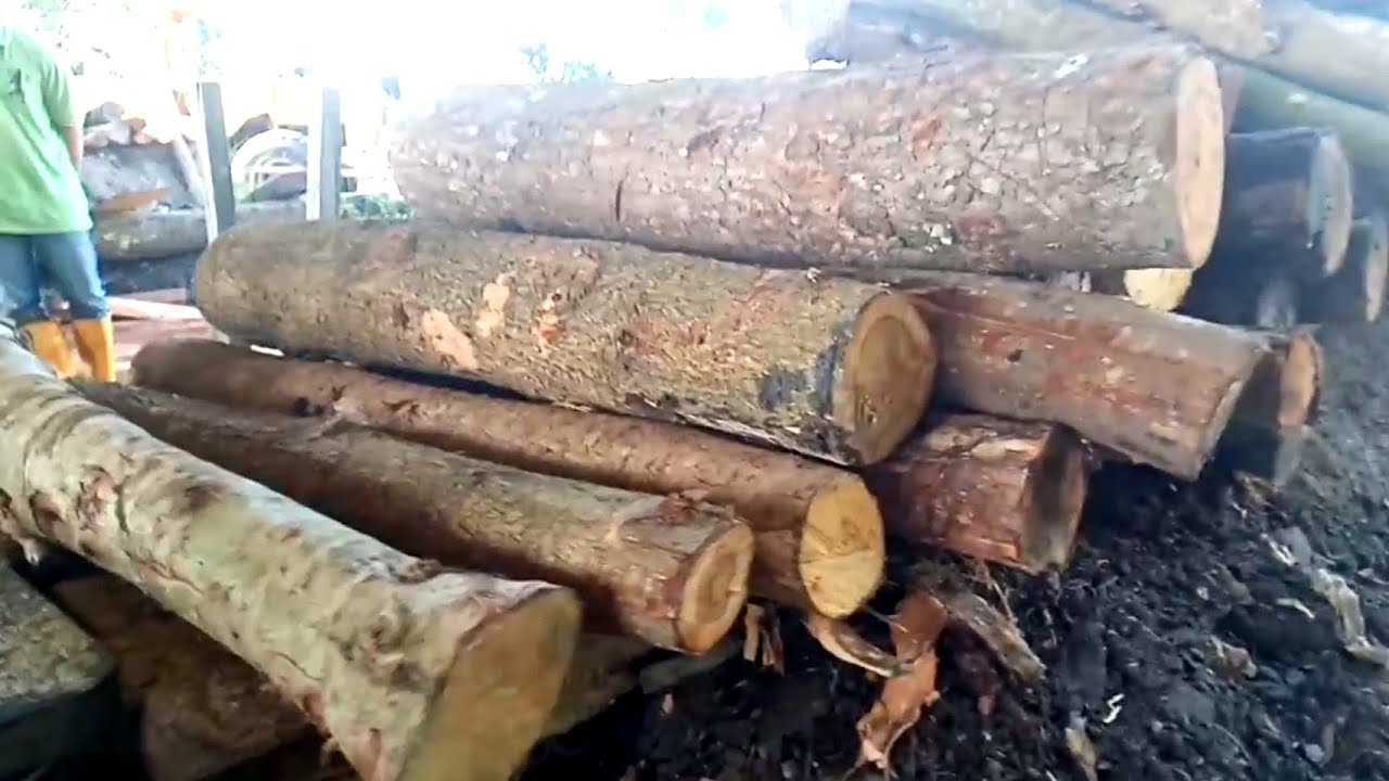 PENGGERGAJIAN KAYU LABAN, AKASIA, PULAI - YouTube
