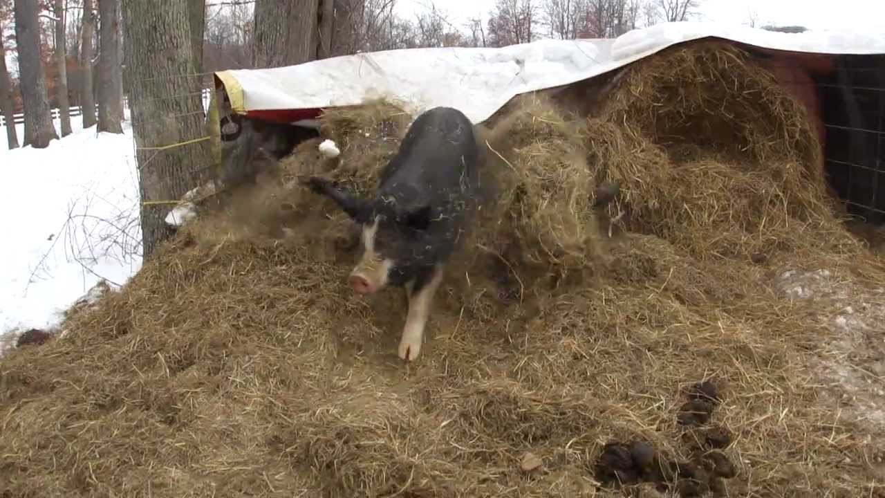 pigs explode out of hay in shelter - YouTube