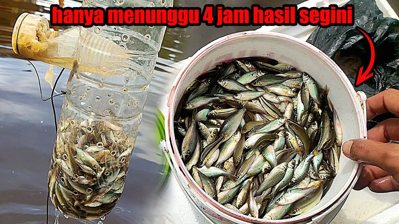 panen jebakan ikan botol bekas - Jebakan murah meriah paling jitu - YouTube