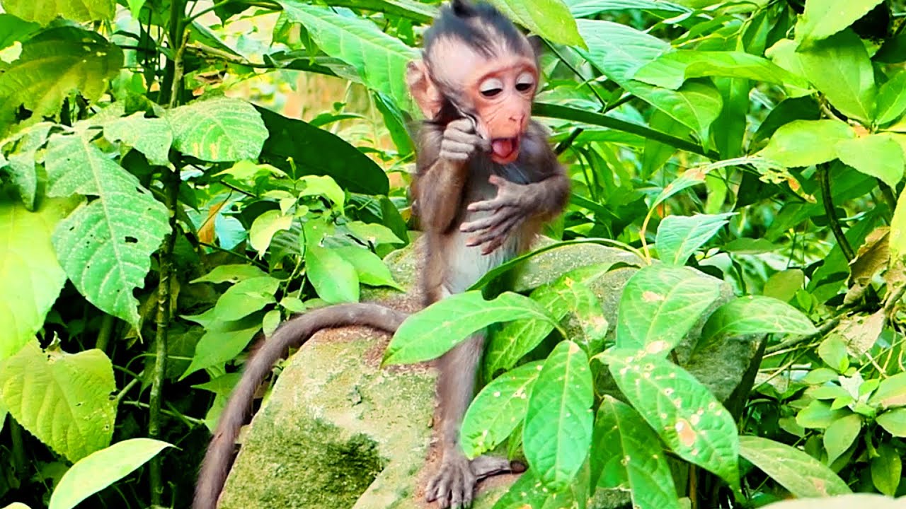 Wow! Little Cute Jester Monkey Is Removing Fruit's Seed From Mouth, For ...