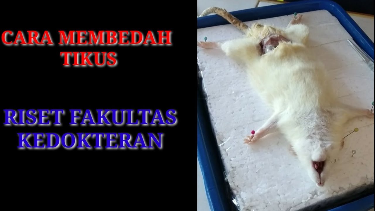 Cara Membedah Tikus Untuk Mengambil Organ Tikus - YouTube