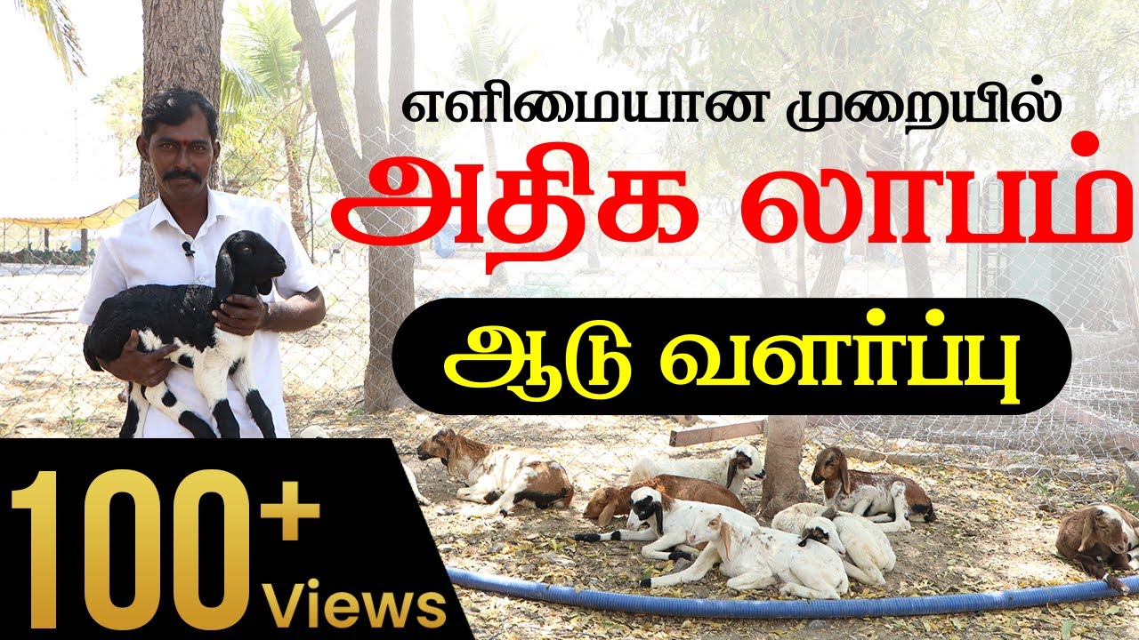 எளிமையான முறையில் அதிக லாபம் பெரும் ஆடு வளர்ப்பு | kanni aadu valarpu ...