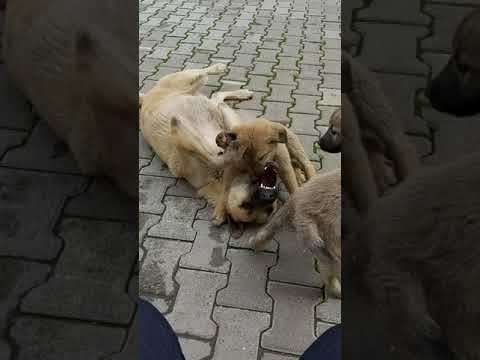 Annenizin kıymetini bilin🐕🐕🐶