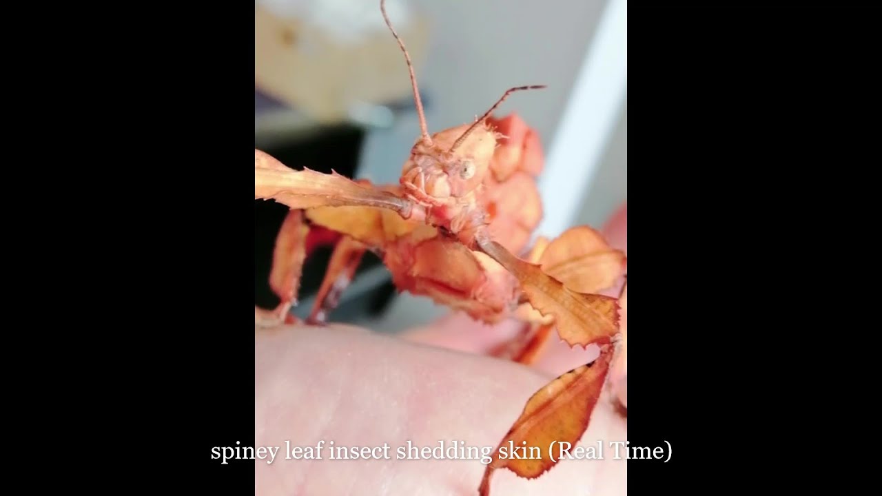 spiny leaf insect shedding skin in real time. - YouTube