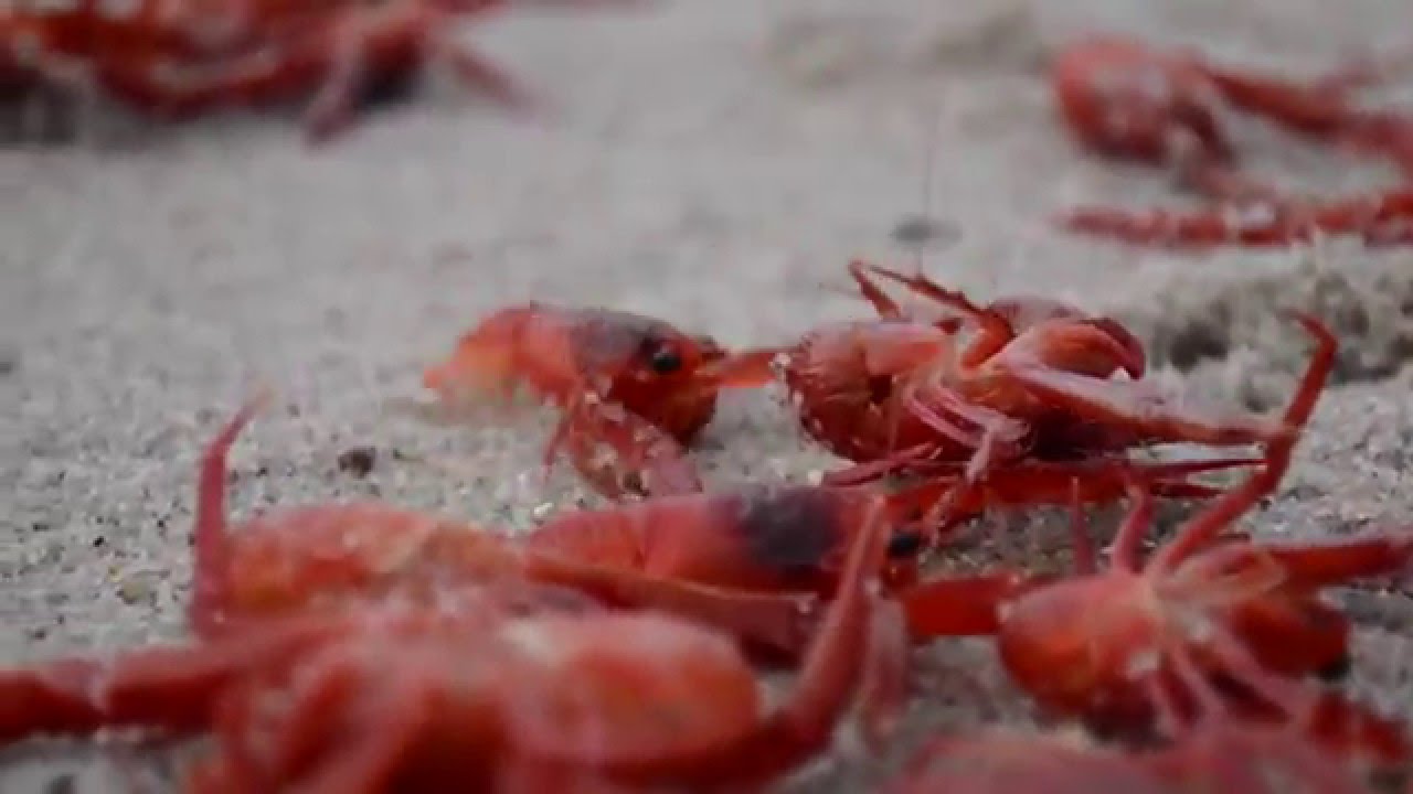 Tuna crabs in Pacific Grove - YouTube
