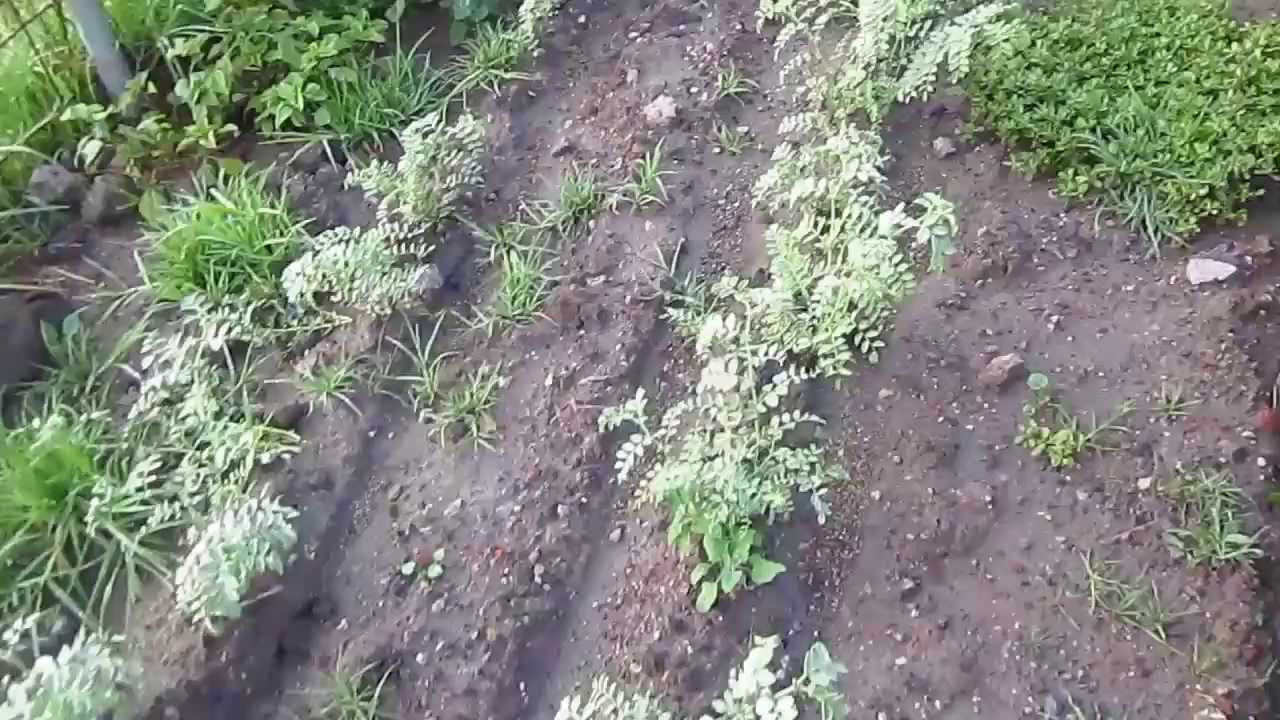 Sembrar garbanzos en tu huerta biológica / orgánica - YouTube