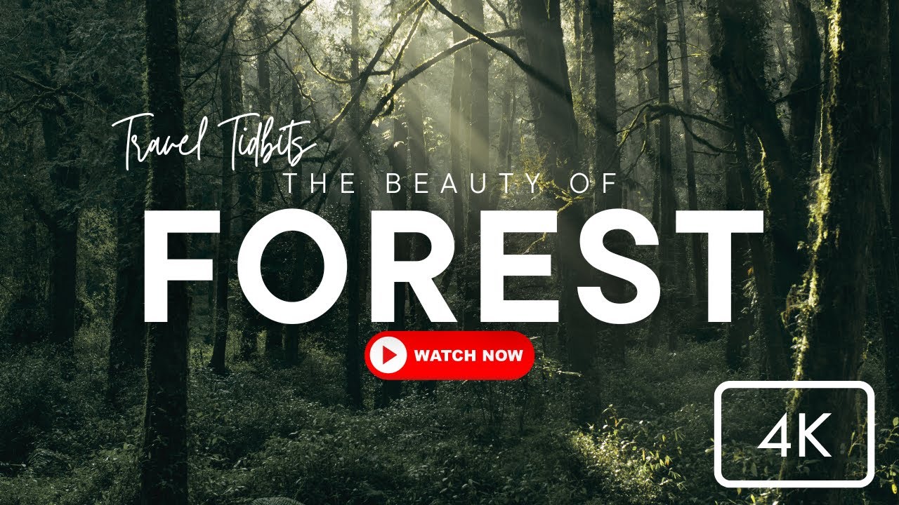 Exploring Forest - The Enchanting Wilderness: Journey Through the ...