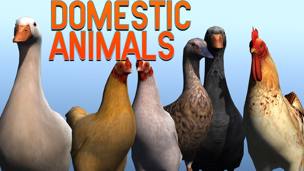 Finger Family Nursery Rhymes | 3D Finger Collection Song | Five Little ...