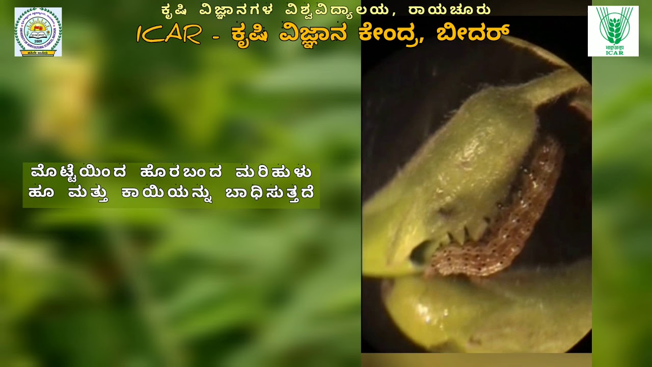 ipm-of-red-gram-pod-borer-helicoverpa-armigera-dr-sunilkumar-n-m-kvk