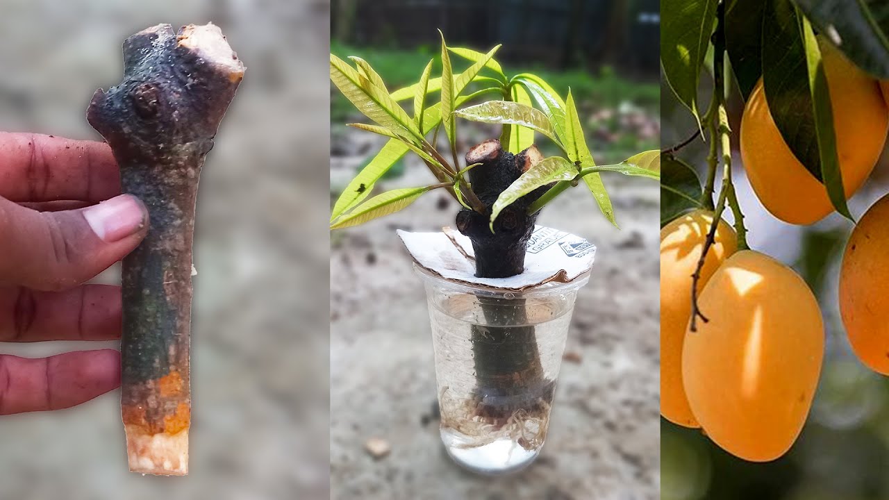 How to Grow mango tree from cuttings using natural rooting by ...