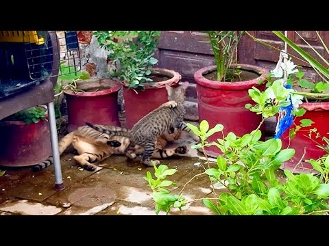Garden Cuddle Party! 2 Adorable Cats' Fun & Relaxation Moments 🐱🐱 - YouTube