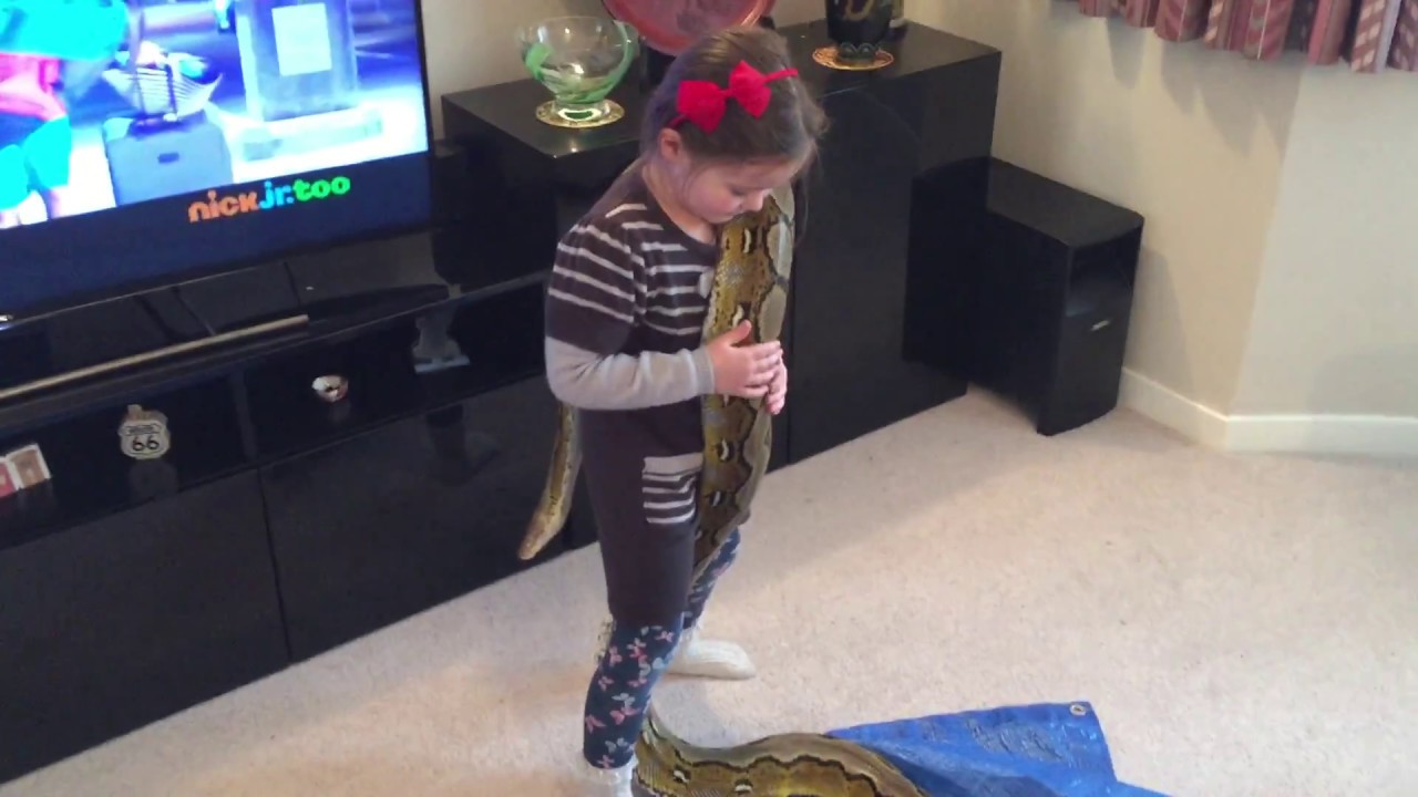 5 year old picking up 10ft Reticulated Python - YouTube