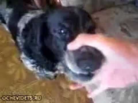 Govorjaschaja sobaka Smewnoj prikol spaces ru