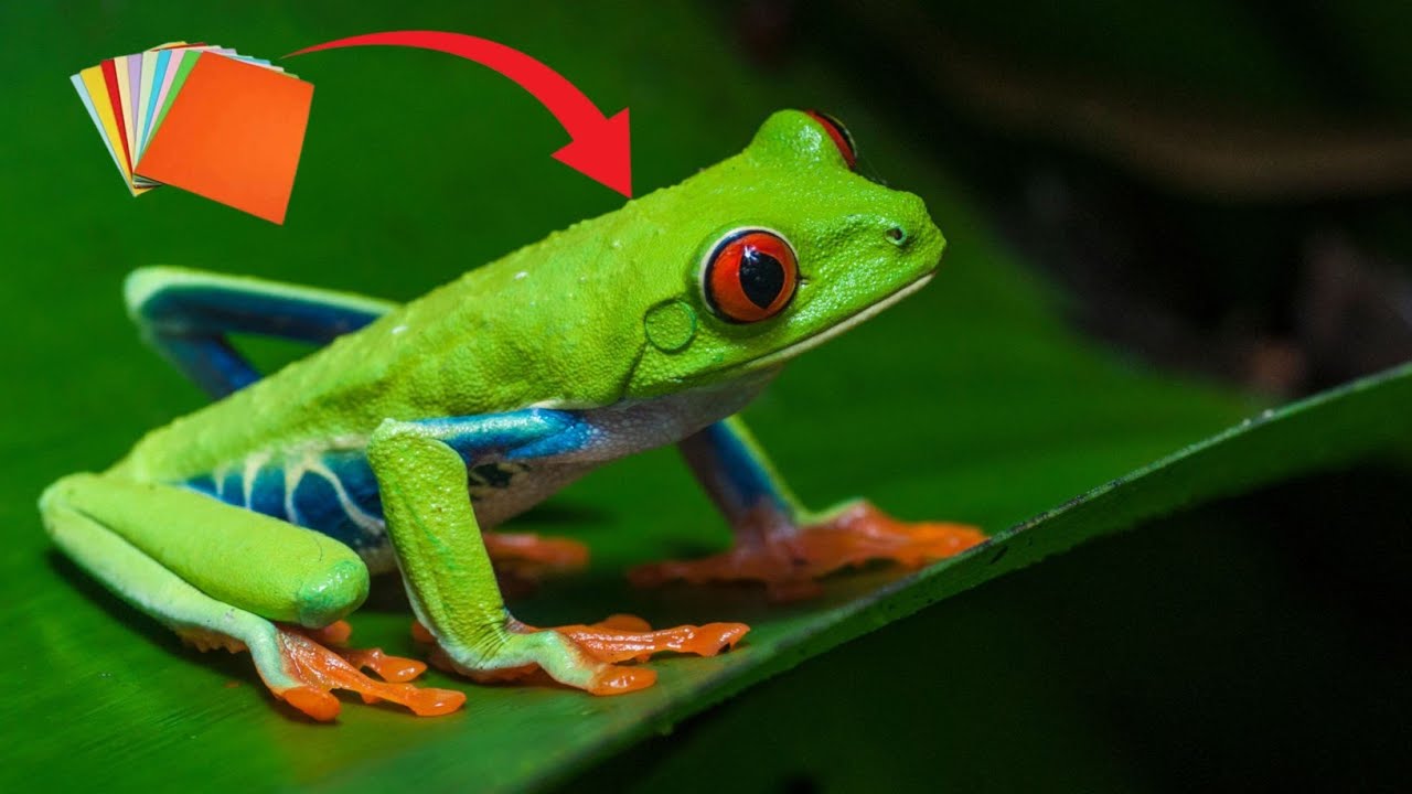 How to make a paper frog that jumps high and far Origami jumping frog ...