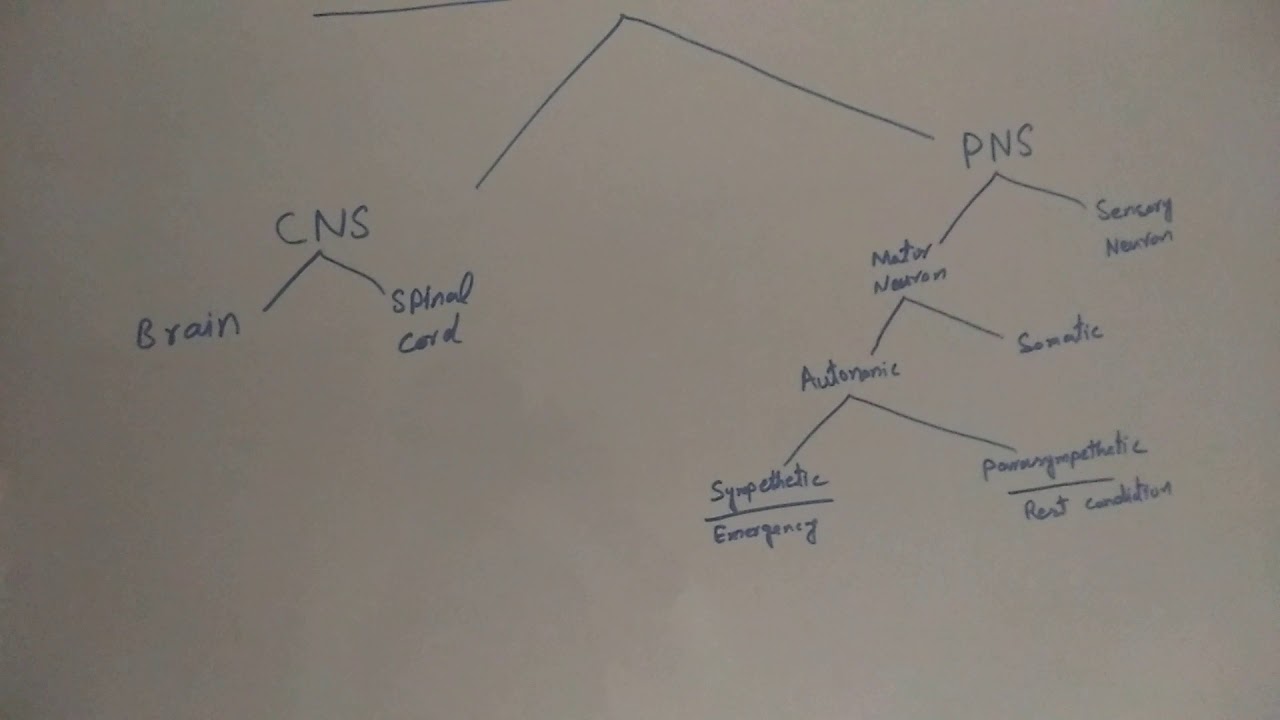 Human Nervous system online tutoring - YouTube