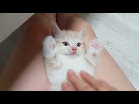 PetBurada - Günlük şirinlik yapan kedi