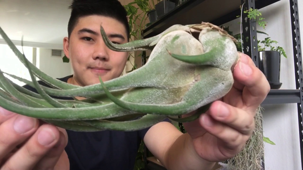 AIR PLANTS TILLANDSIA YouTube air-plants-tillandsia-youtube