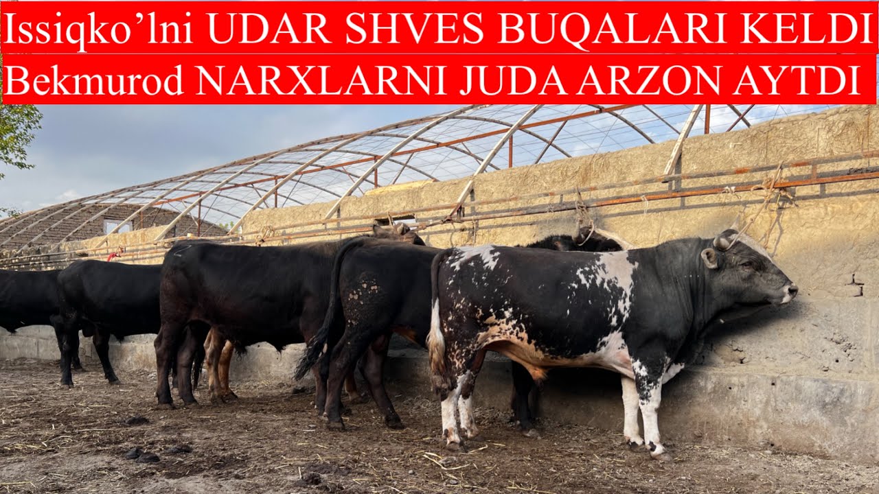 Susanbilga Bishkek ISSIQKO’L BUQALARI KELDI ARZON I BAQUVVAT BUQALAR ...
