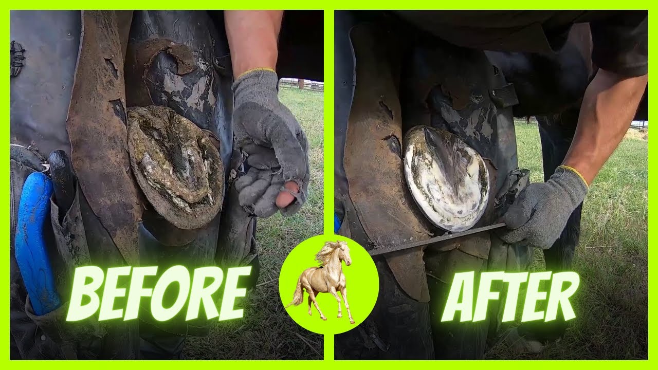 The Hoof Restoration That Will Blow Your Mind! Full horse hoof ...