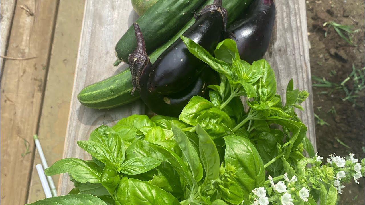 Planting is fun - YouTube