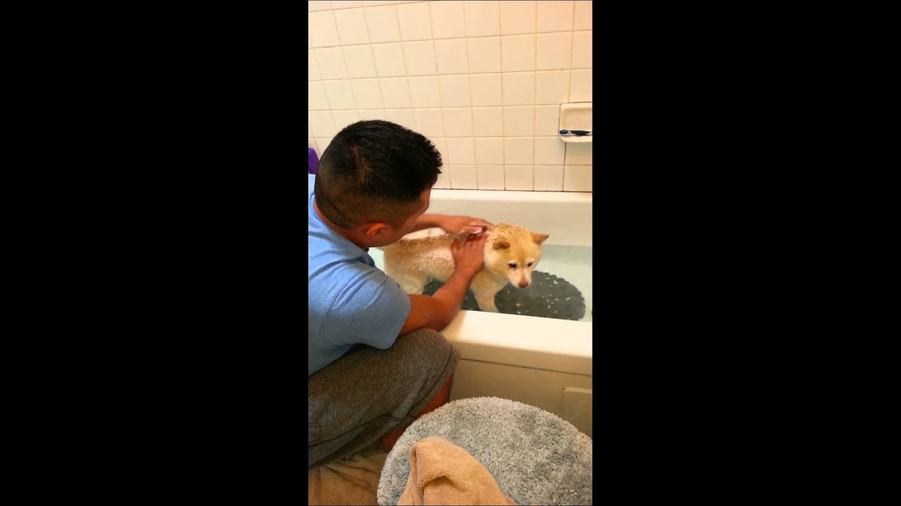Shiba Inu Bath Mode - YouTube